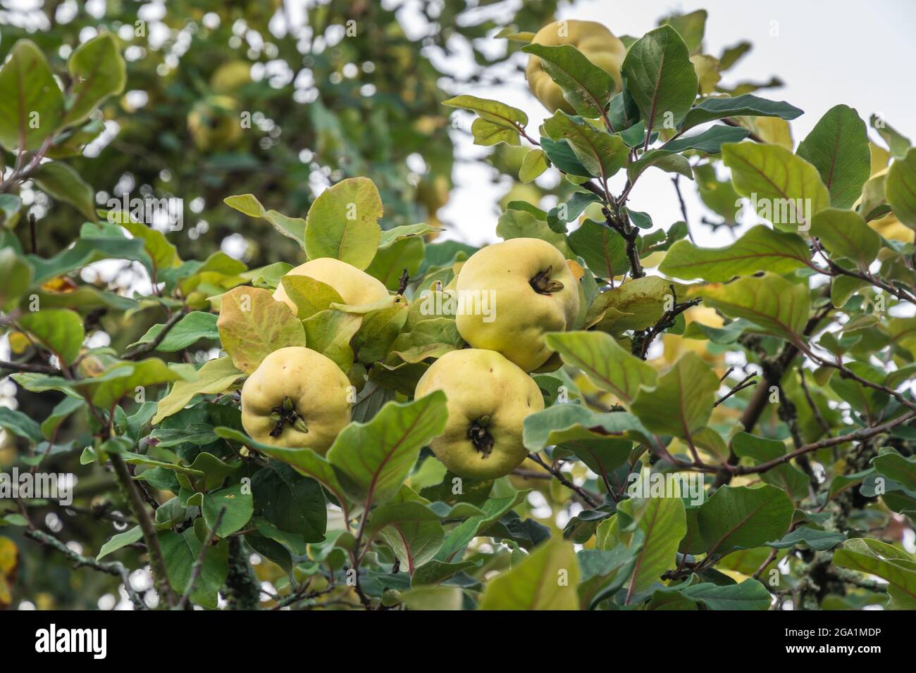 Late summer harvest season hi-res stock photography and images - Alamy
