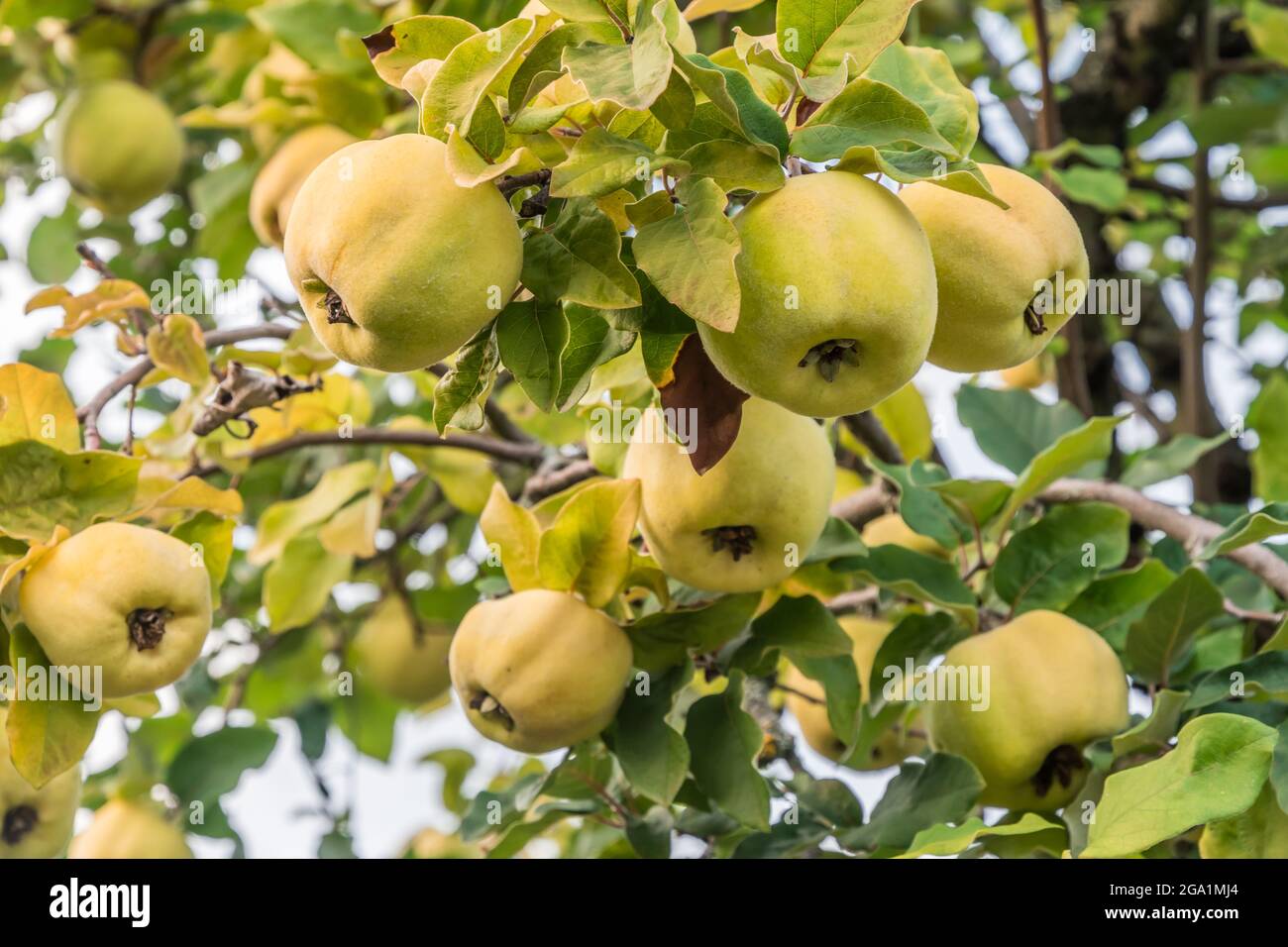 Quince fruit tree hi-res stock photography and images - Alamy