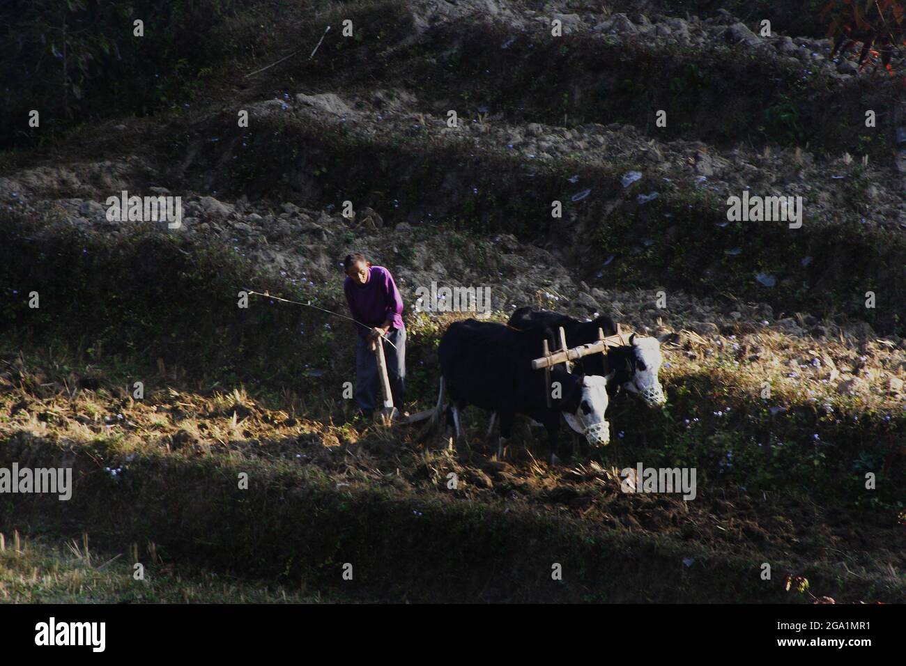 Indian man with cows hi-res stock photography and images - Alamy