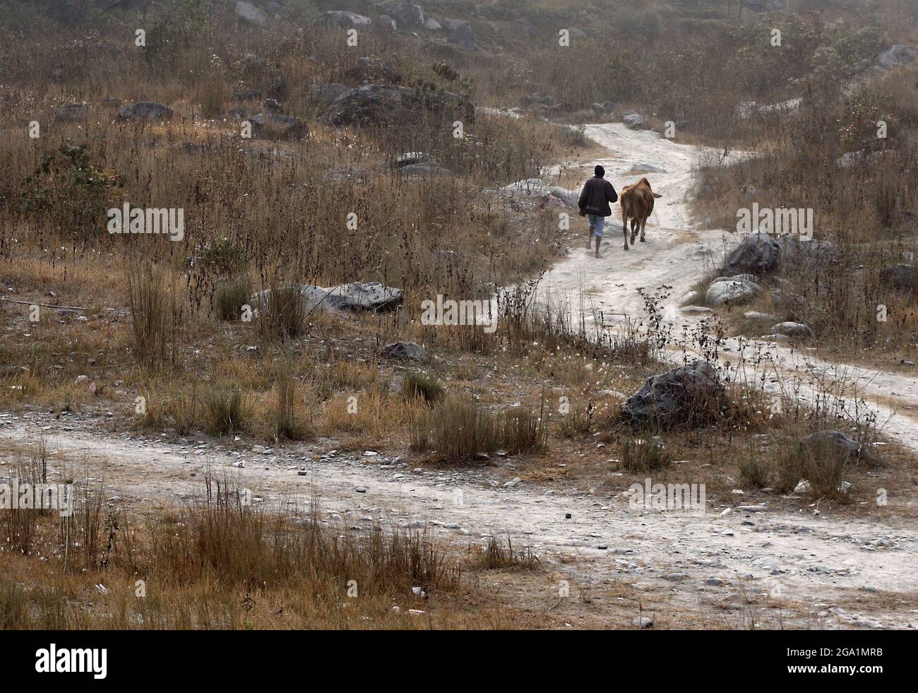People guiding their horses on roads. India Stock Photo - Alamy