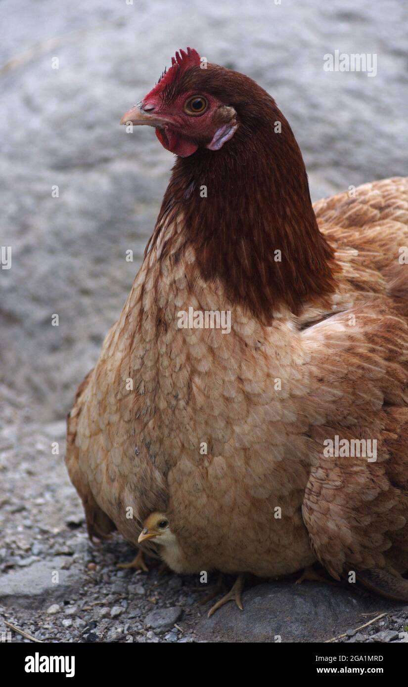 The chicken, a subspecies of the red junglefowl, is a type of ...