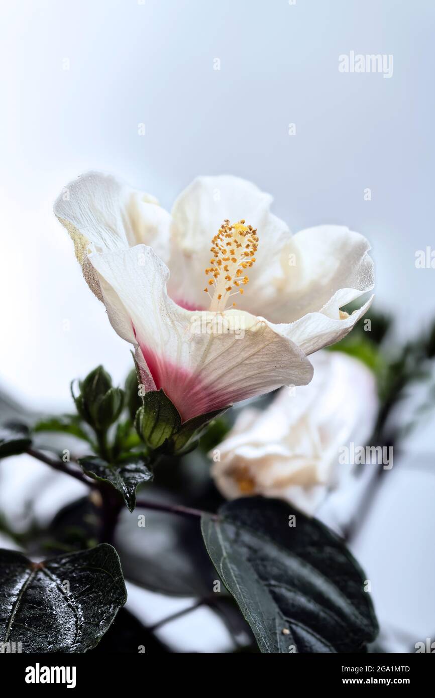 Hibiscus rosa sinensis Stock Photo - Alamy