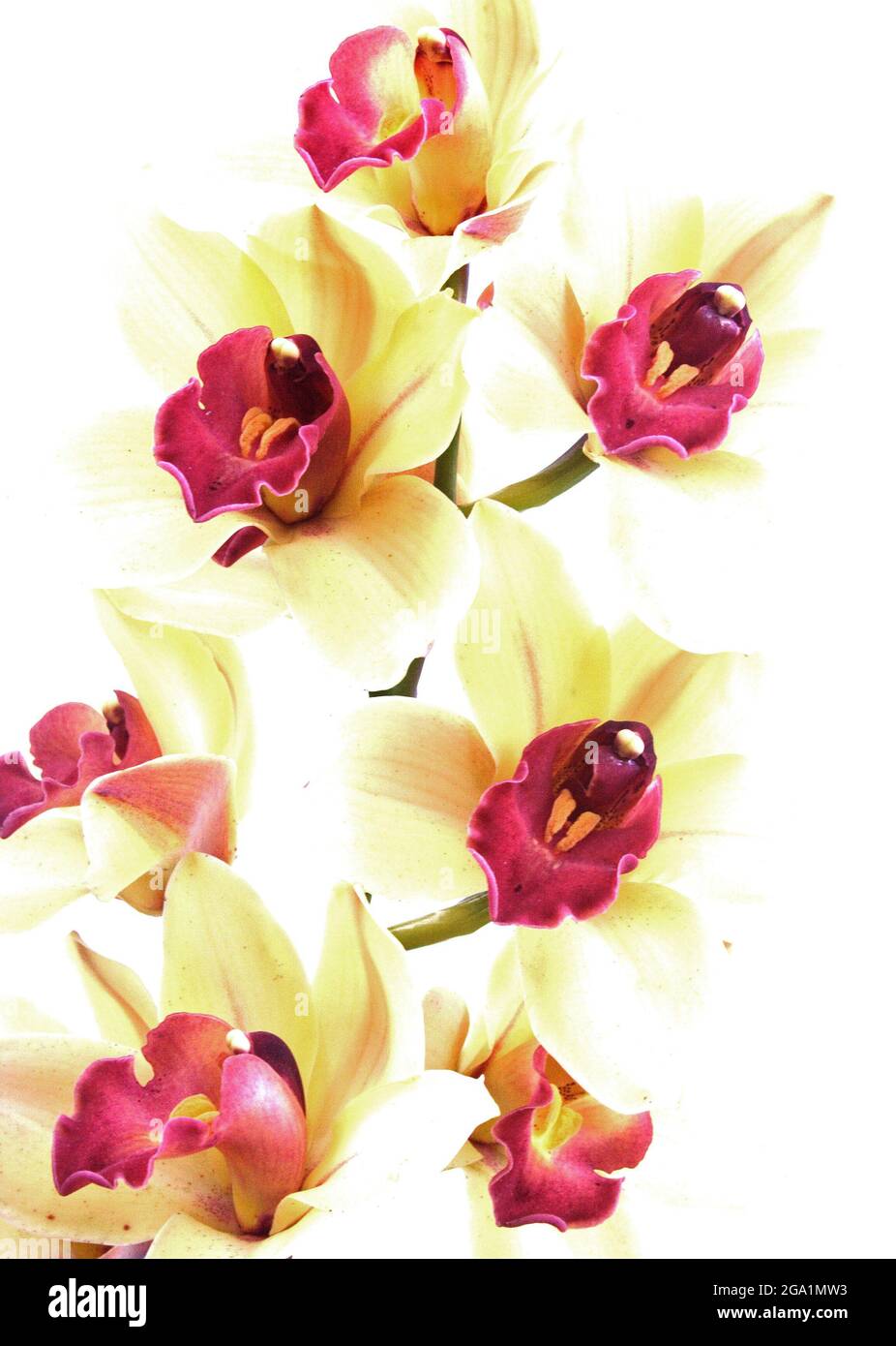 Flowers of Kalimpong, India Stock Photo - Alamy