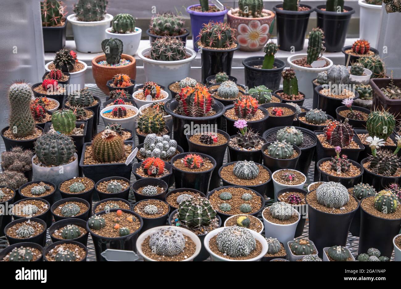 Many small beautiful cactus with feathers planted in different shapes ...