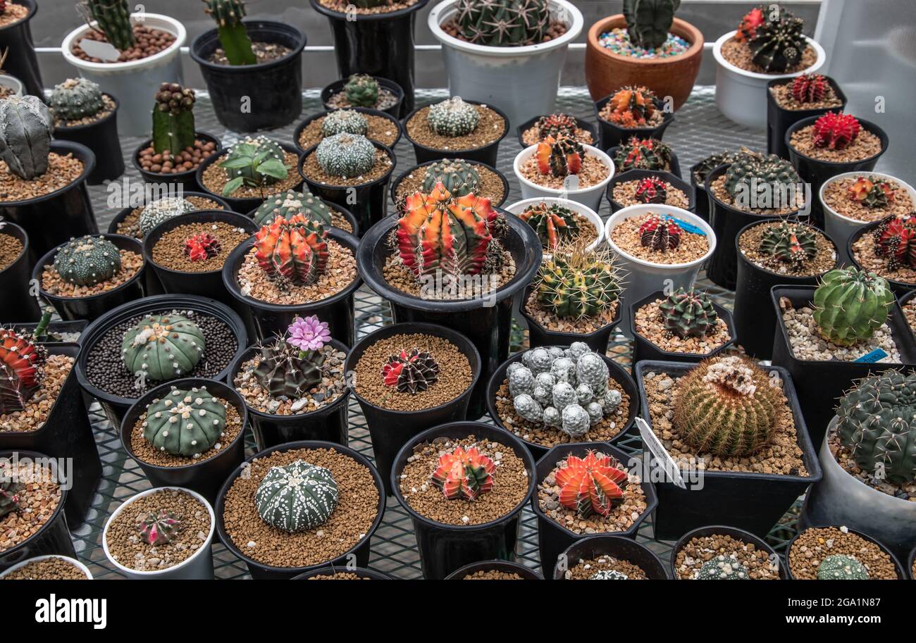 Many small beautiful cactus with feathers planted in different shapes ...