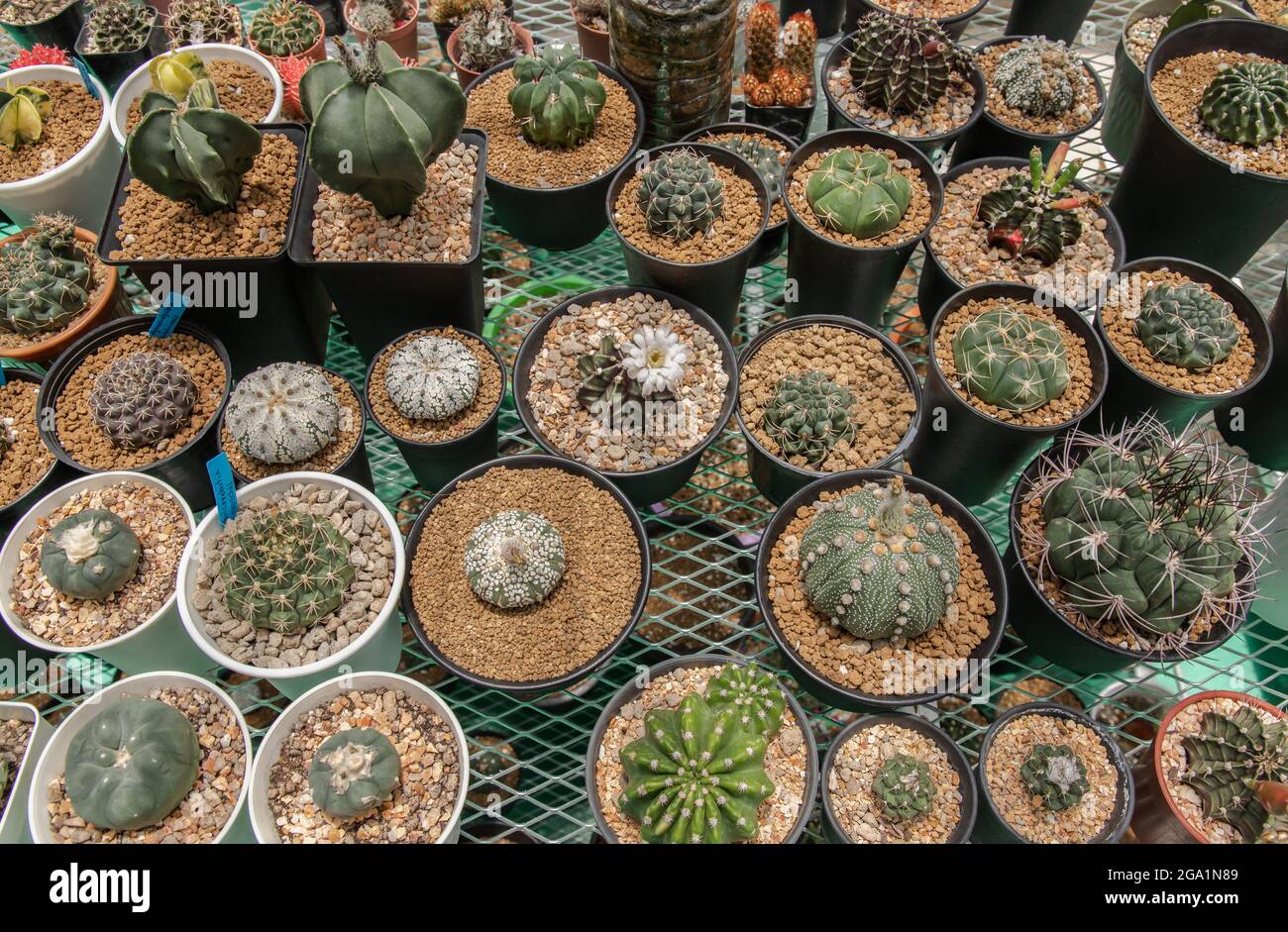 Many small beautiful cactus with feathers planted in different shapes ...