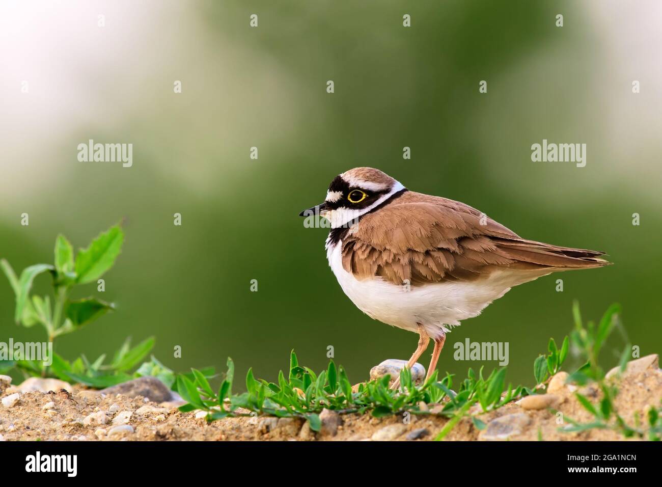 Little Ringed Plover female standing motionless in grss, closeup ...