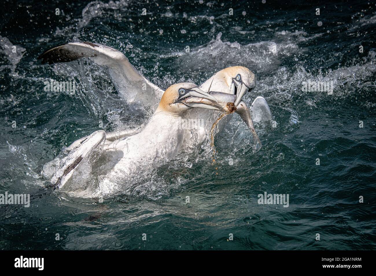 Wild animals beaks and animals hi-res stock photography and images - Alamy