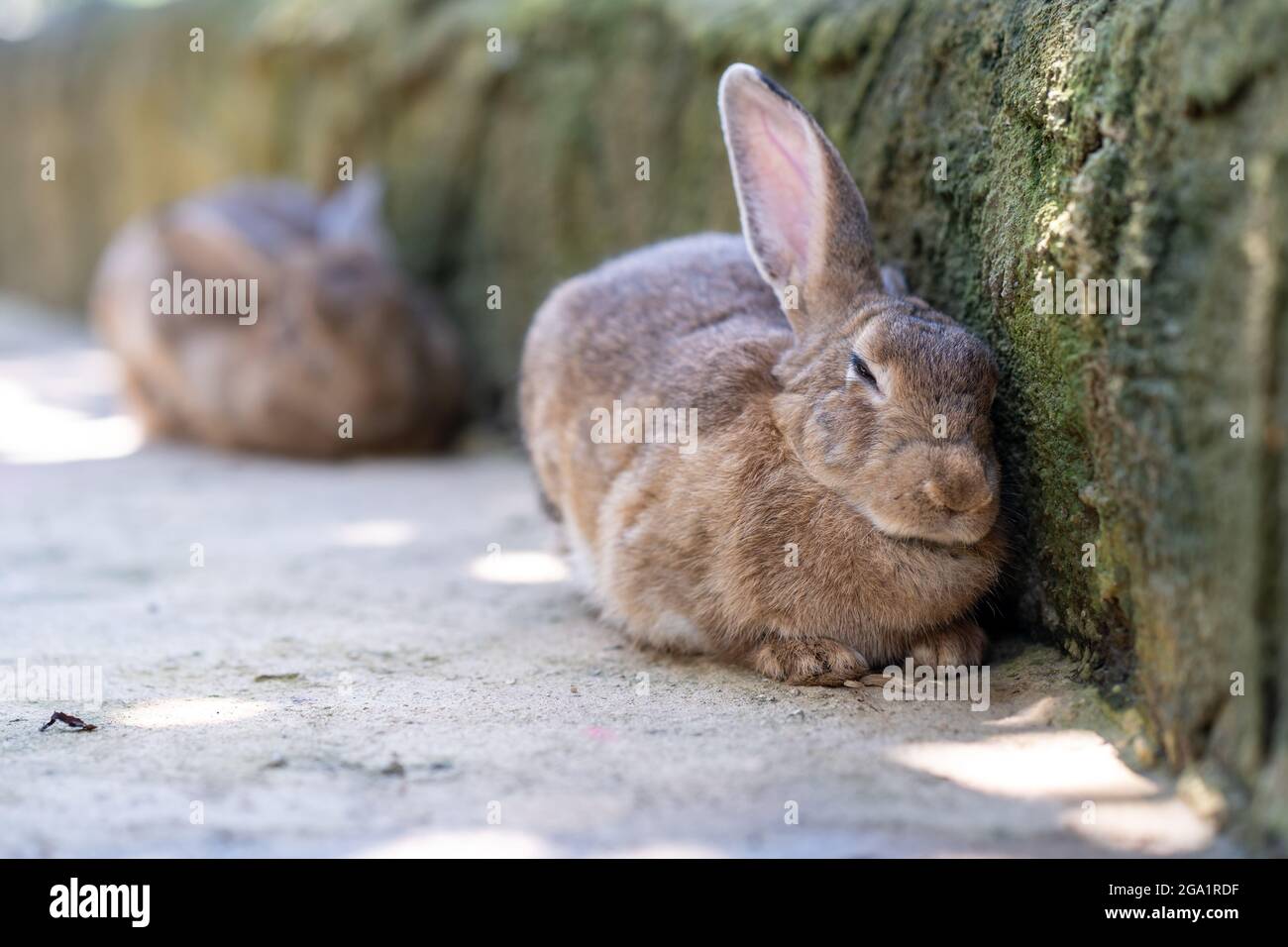 Hare sleeping hi-res stock photography and images - Alamy