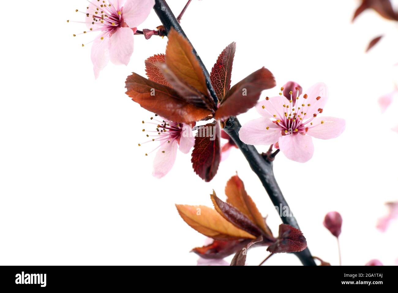 Flowering branch isolated on white Stock Photo - Alamy
