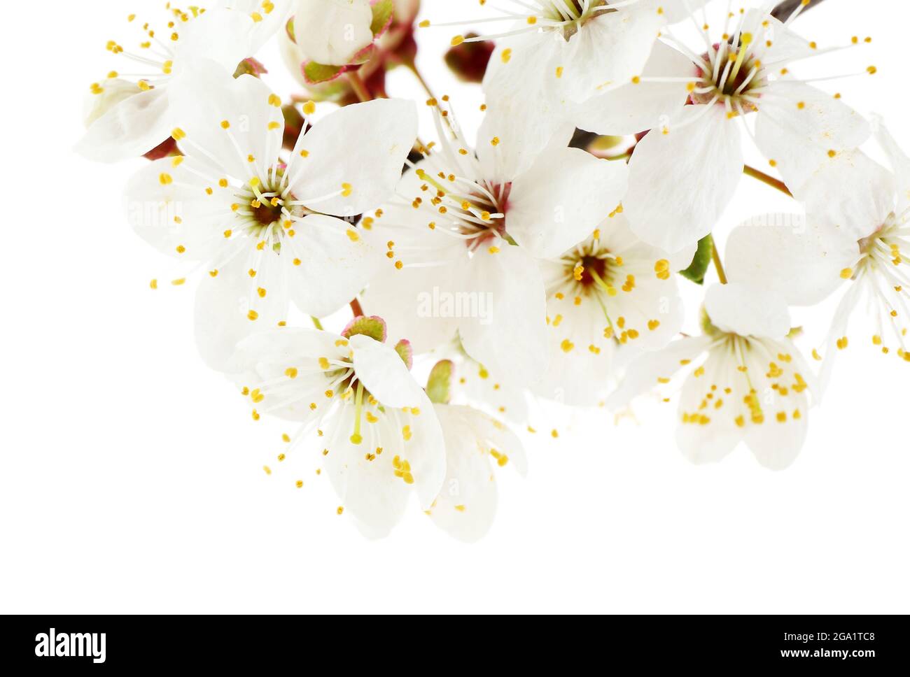 Flowering branch isolated on white Stock Photo - Alamy