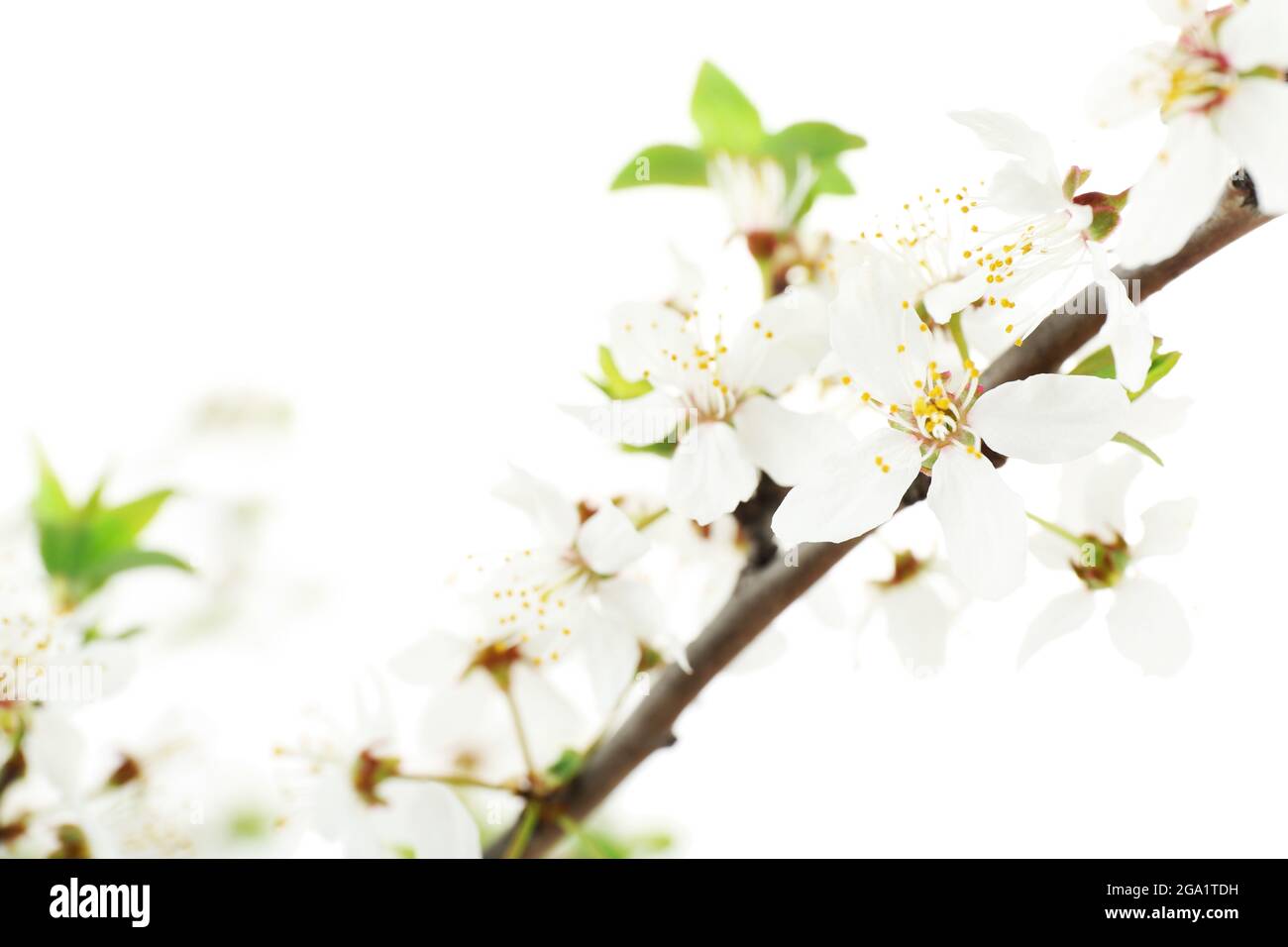 Flowering branch isolated on white Stock Photo - Alamy
