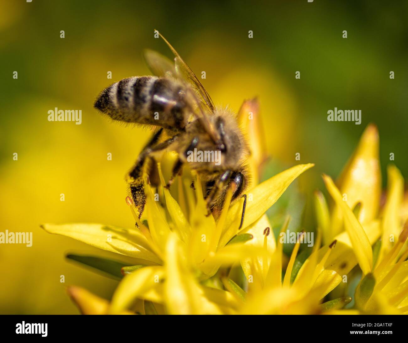 Closeup of a bee on yellow flowers with a blurry background Stock Photo ...