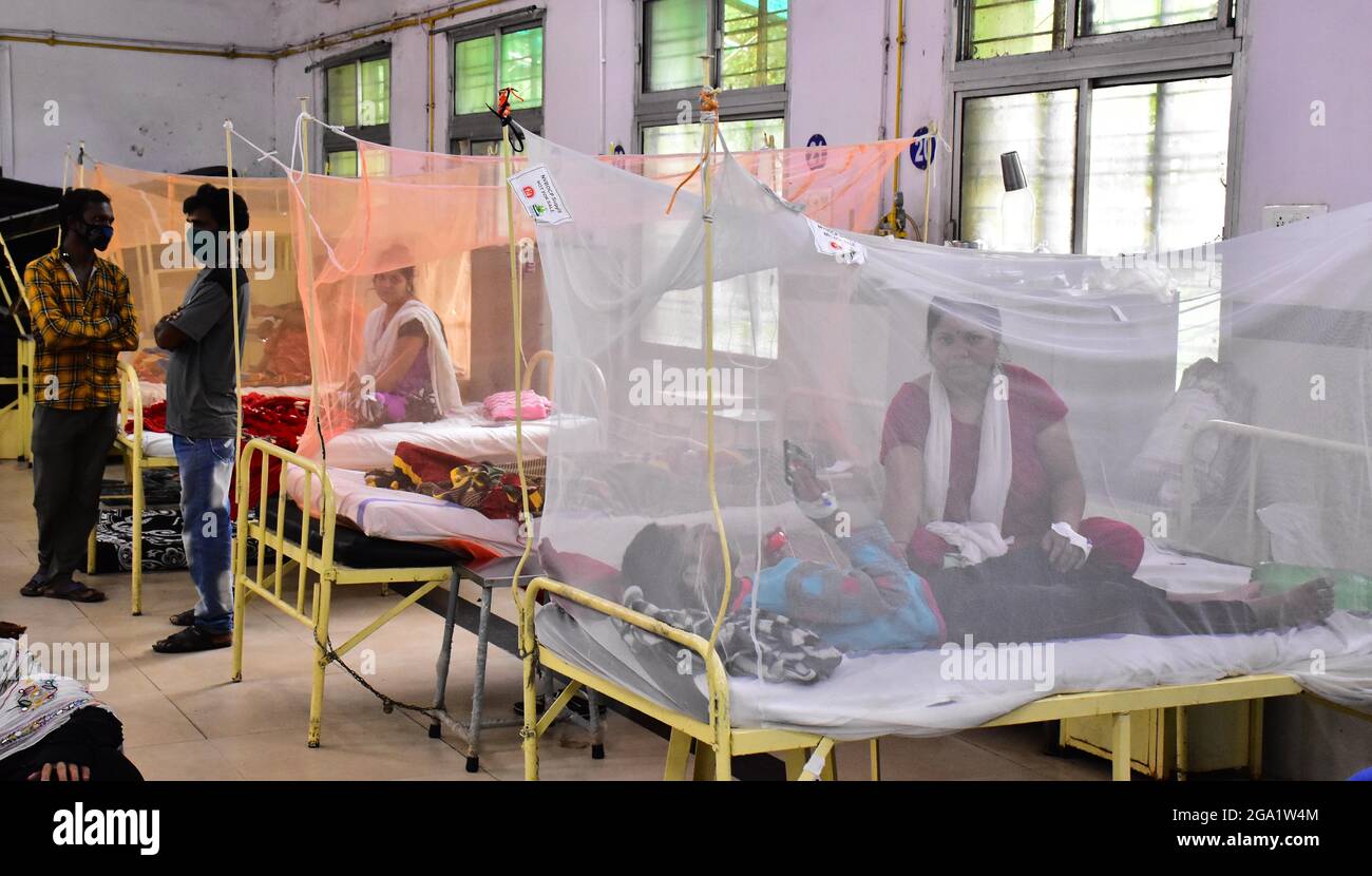 Indian dengue patients , lays on a bed covered with a mosquito net in ...
