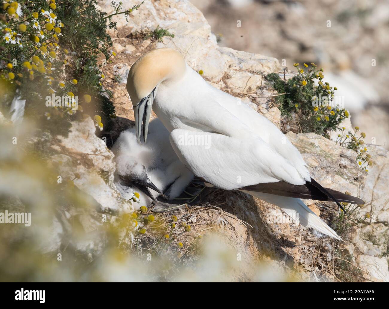 A Gannet (morus bassanus) sits on a rock ledge with its chick ...