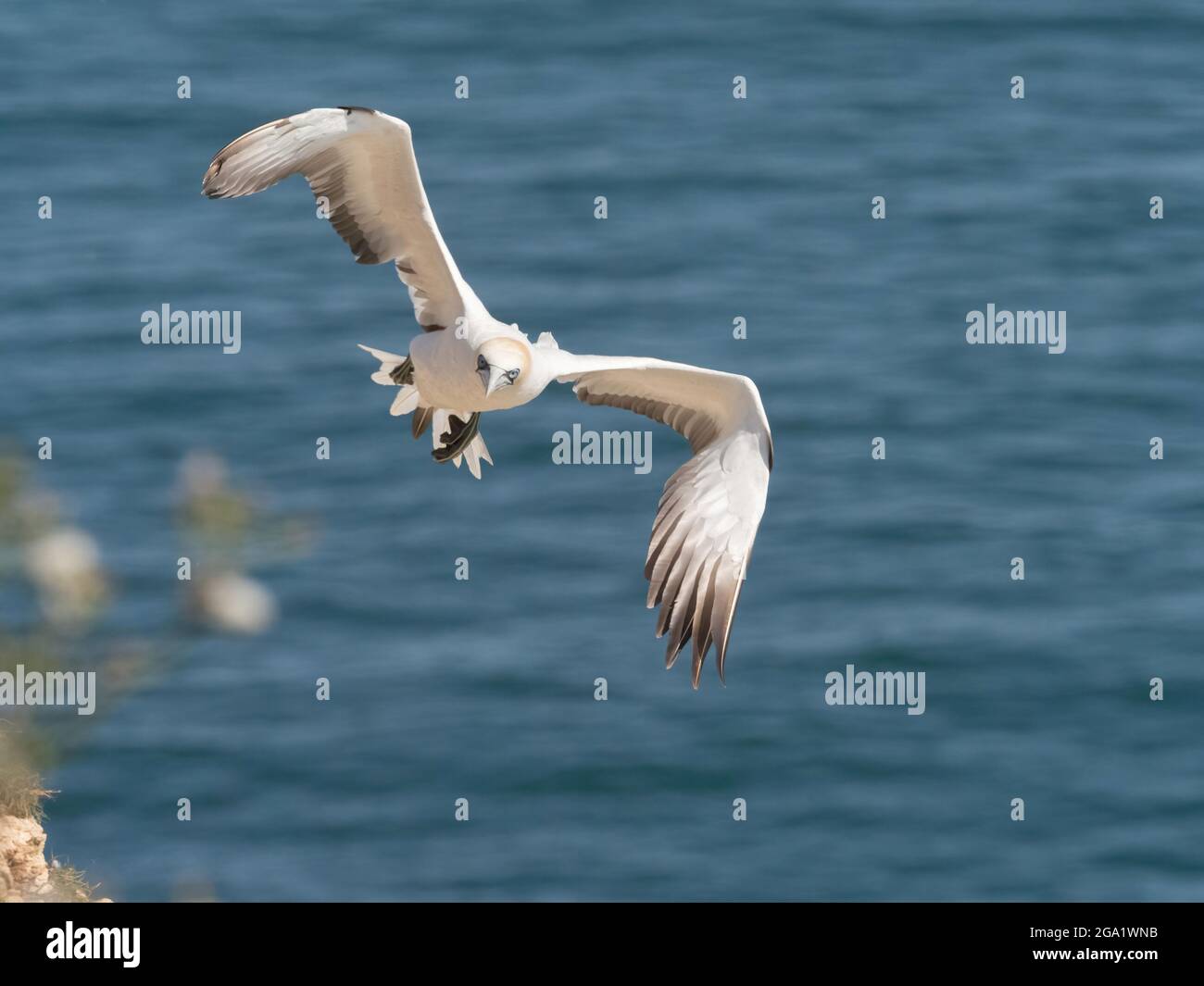 Dramatic close view of a Gannet (morus bassanus) in flight with sea ...