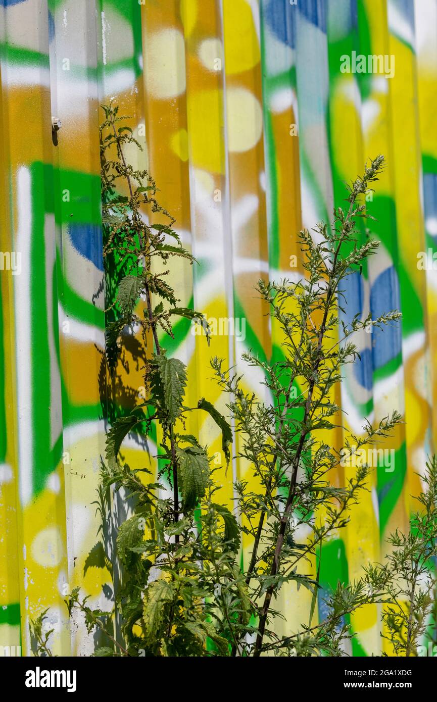 nettles and weeds growing next to some brightly coloured graffiti ...