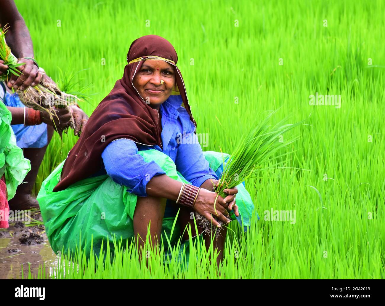Photo of rice field worker hi-res stock photography and images - Alamy