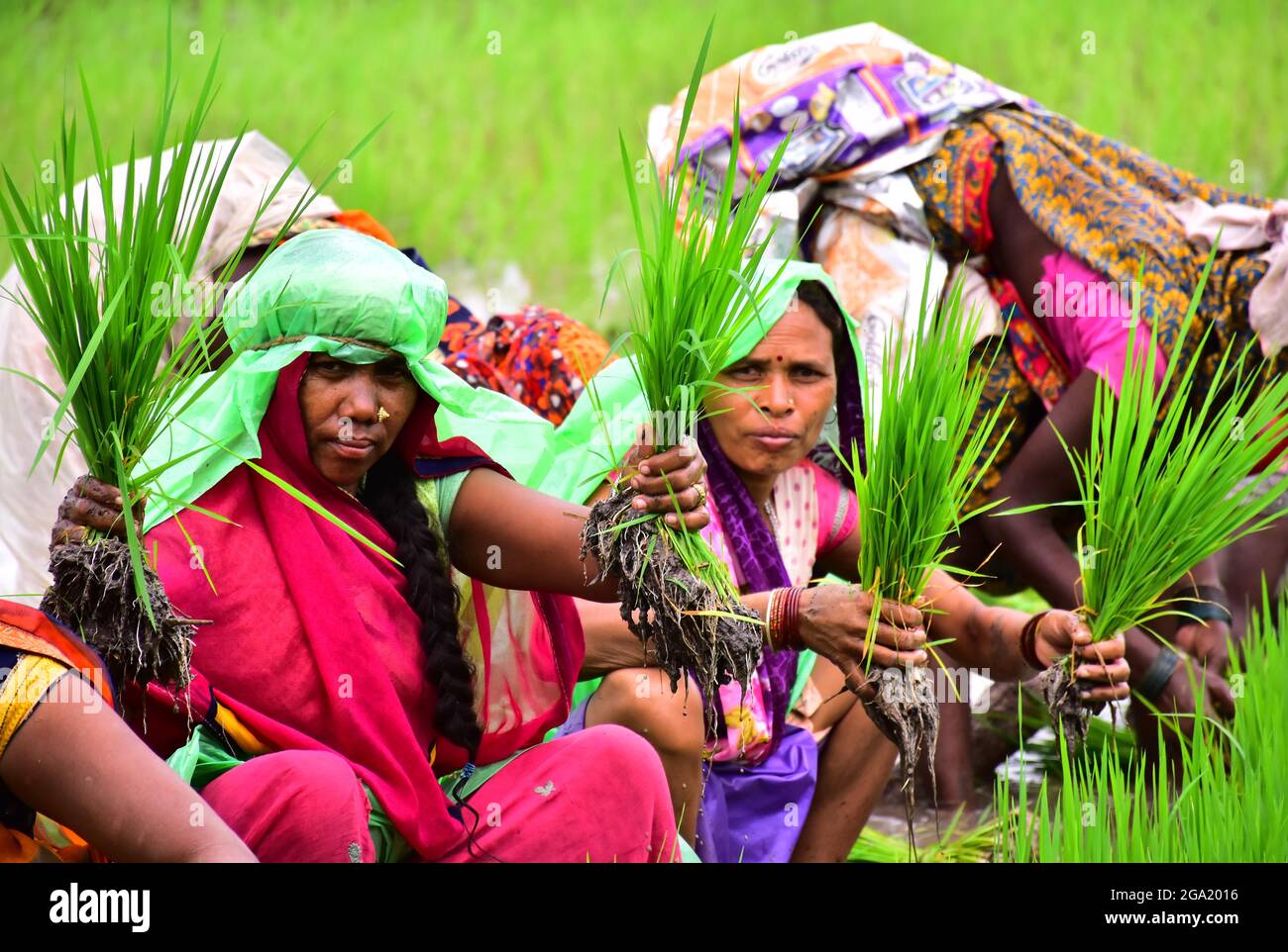 Indian farm hi-res stock photography and images - Alamy