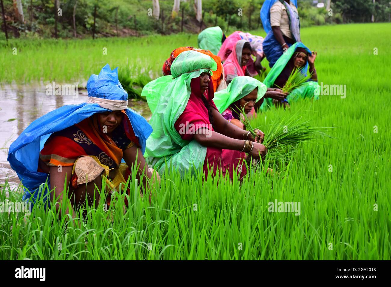 Indian farm labourers plant paddy seedlings in a field on the outskirts ...