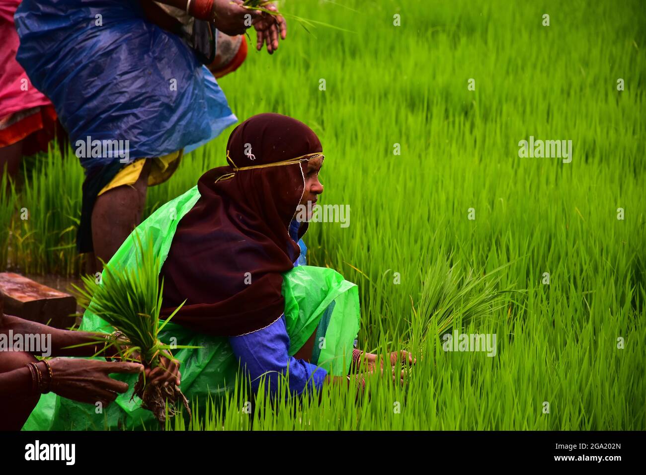 Indian farm labourers plant paddy seedlings in a field on the outskirts ...