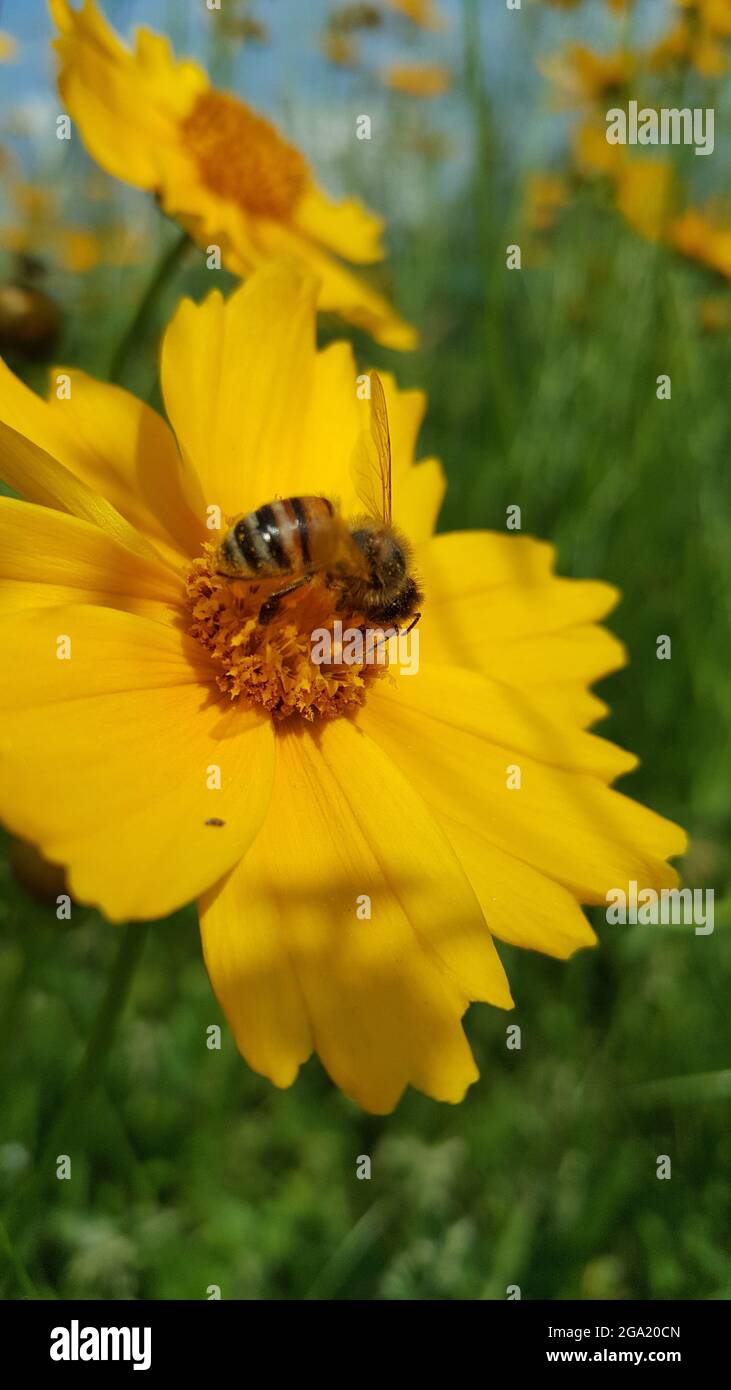 Beautiful spring flowers in the grass Stock Photo - Alamy