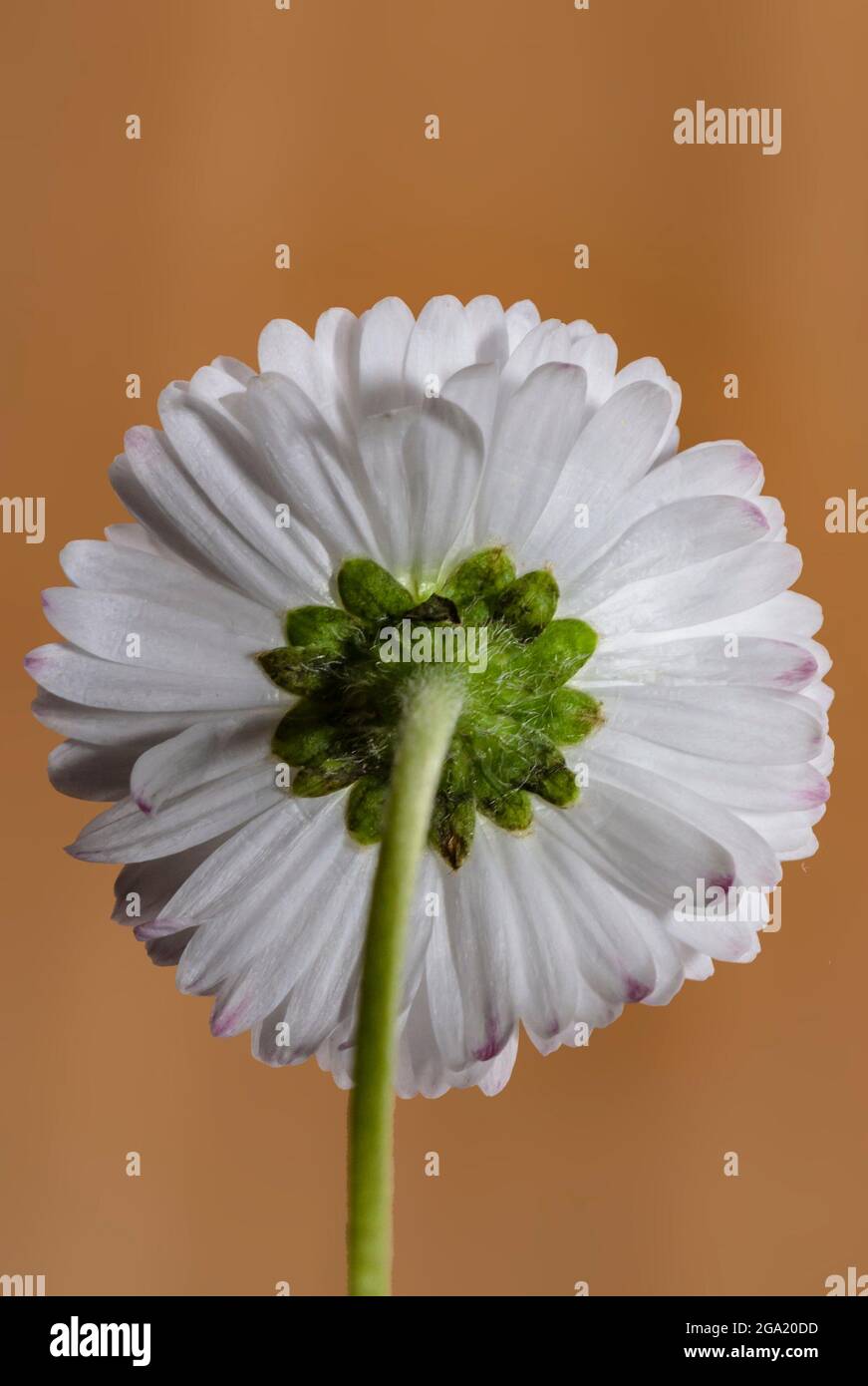 Many petal flower hi-res stock photography and images - Alamy