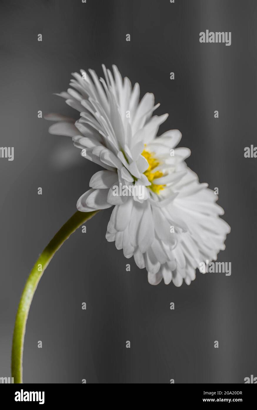 Many petal flower hi-res stock photography and images - Alamy