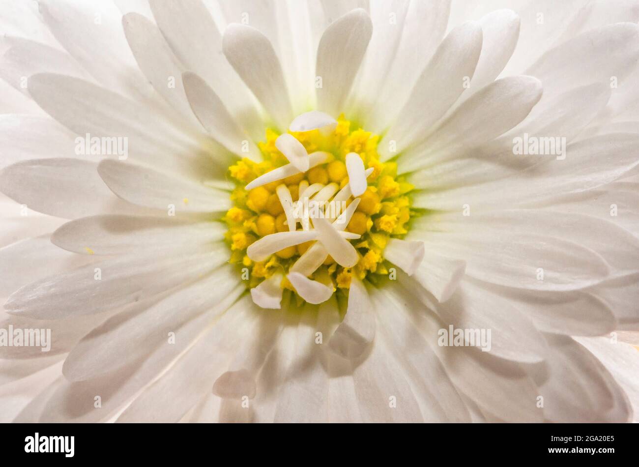 Many petal flower hi-res stock photography and images - Alamy