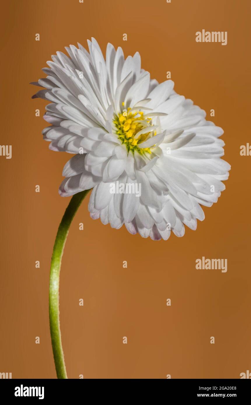 Many petal flower hi-res stock photography and images - Alamy