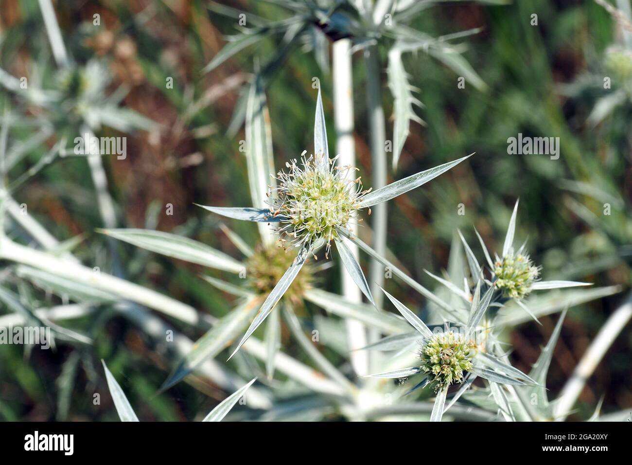Mezei iringo hi-res stock photography and images - Alamy