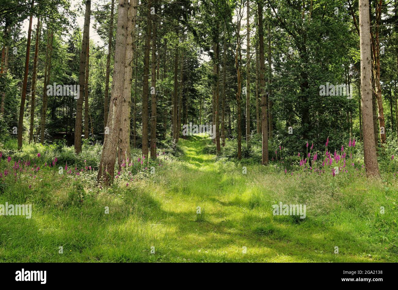 Chiltern Forest High Resolution Stock Photography and Images - Alamy