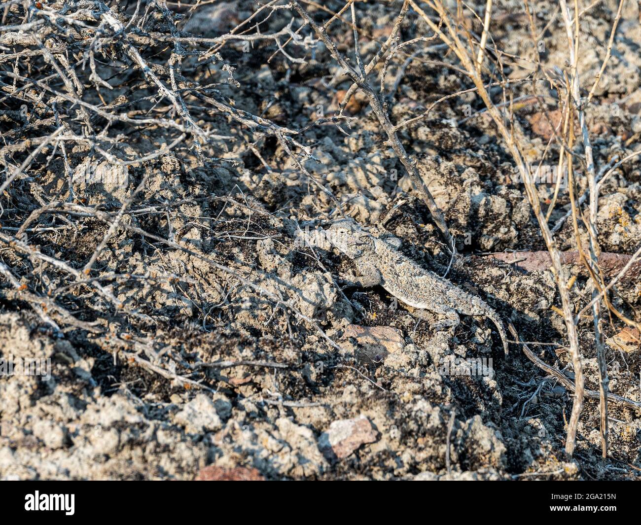Camouflaged as environment hi-res stock photography and images - Alamy