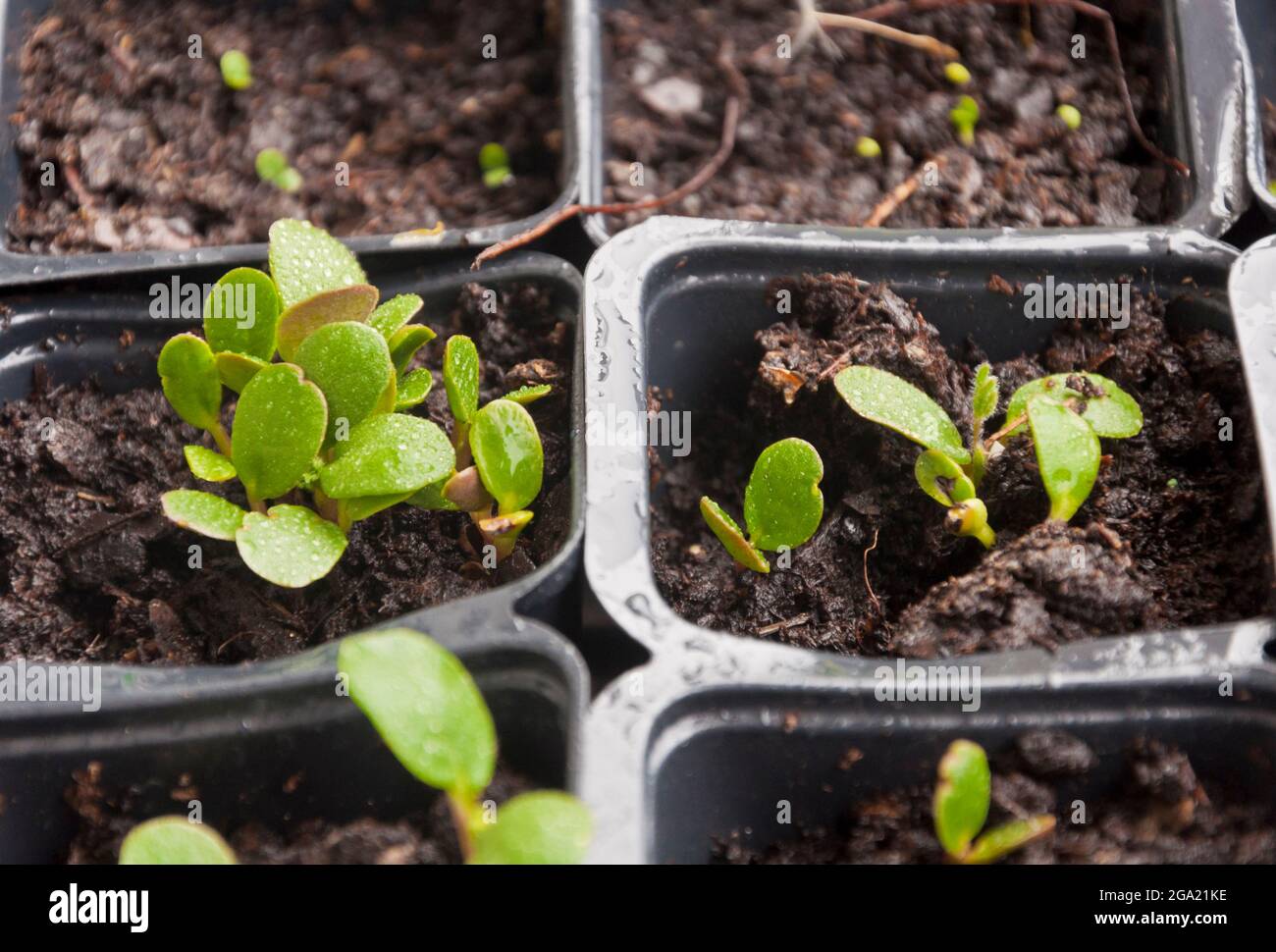 Seedbeds hi-res stock photography and images - Alamy
