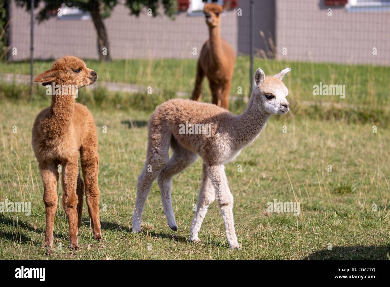 Frankenland hi-res stock photography and images - Alamy