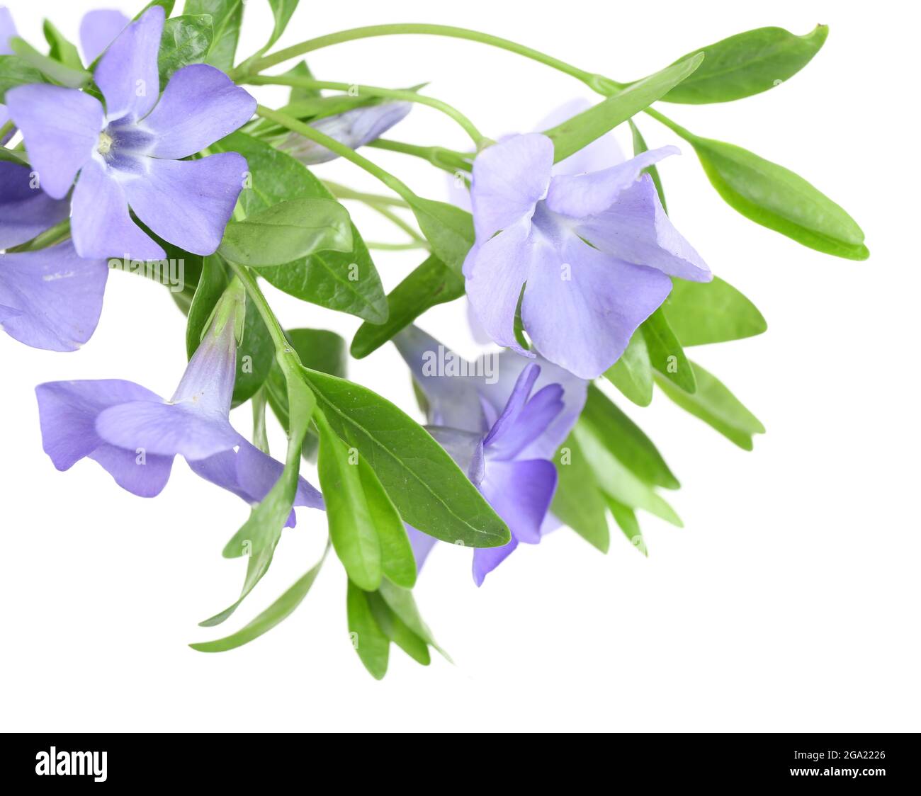 Purple periwinkle isolated on white Stock Photo - Alamy