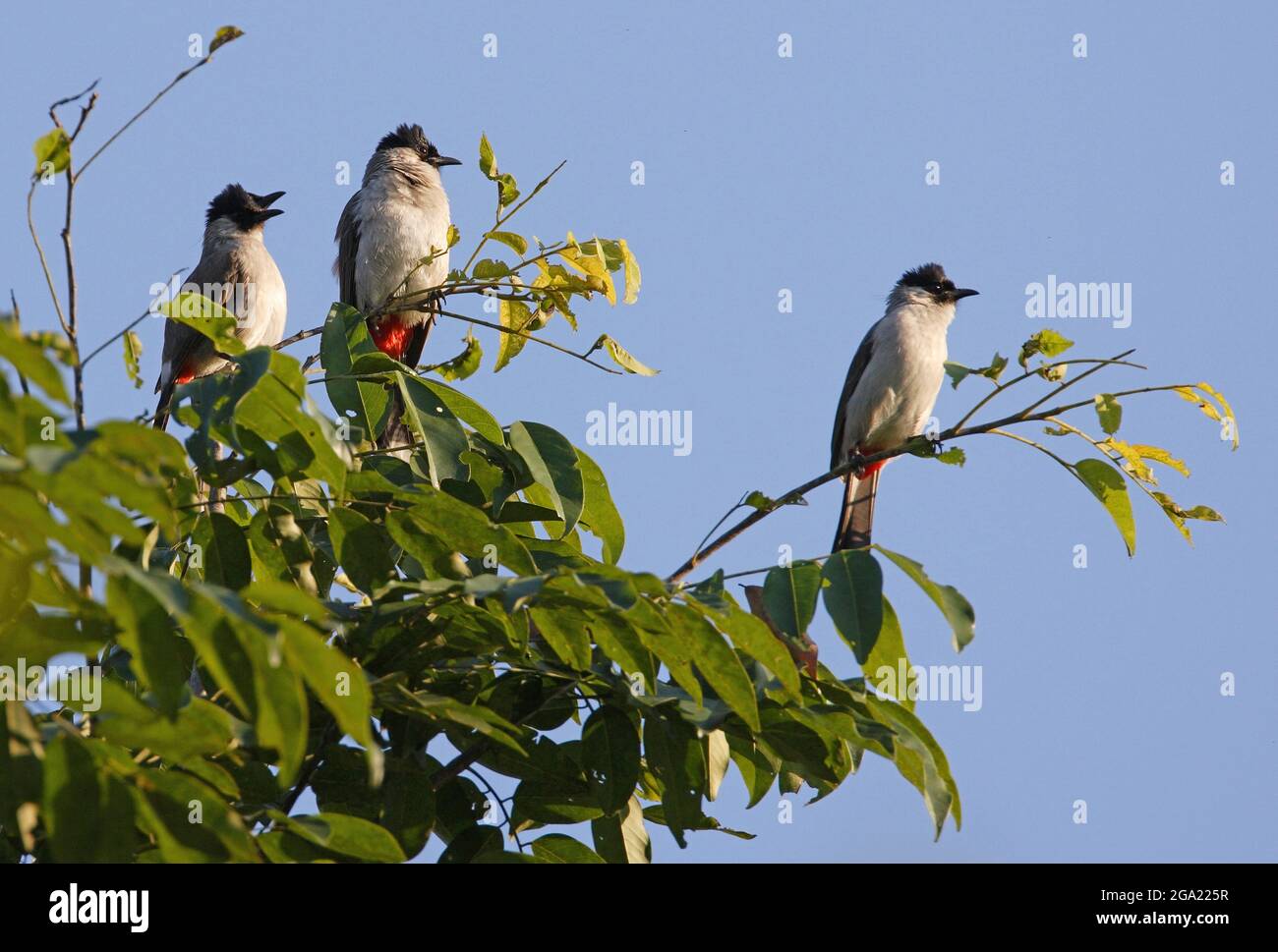 Sooty-headed Bulbul (Pycnonotus aurigaster klossi) three adults perched ...