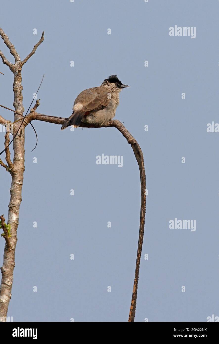 Sooty-headed Bulbul (Pycnonotus aurigaster klossi) adult perched in ...