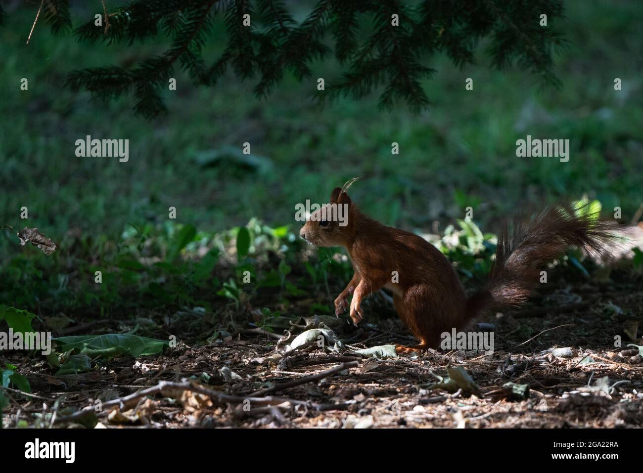 Tree shade animal hi-res stock photography and images - Alamy