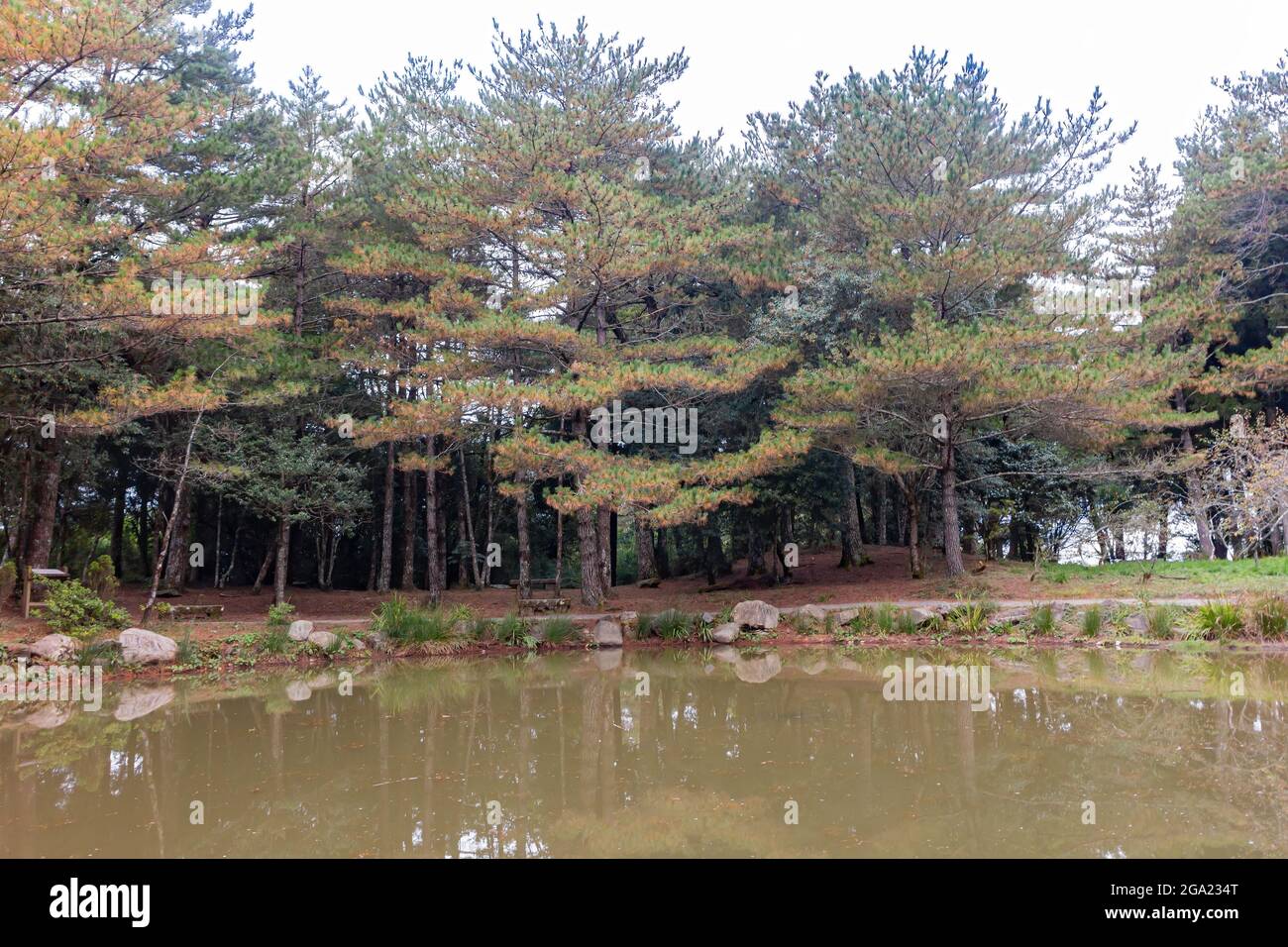 Pond landscape in Wuling Farm at Taichung, Taiwan Stock Photo - Alamy