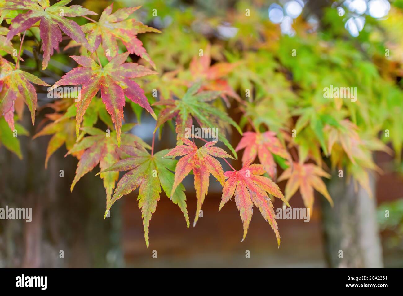 Close up shot of Maple leaves in Wuling Farm at Taichung, Taiwan Stock ...