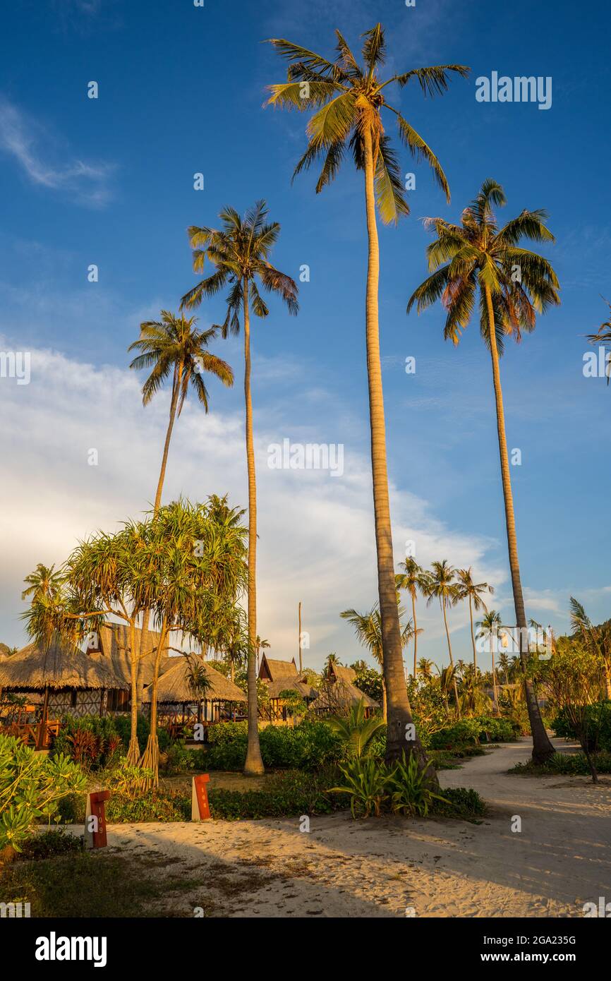 Tall pam trees hi-res stock photography and images - Alamy