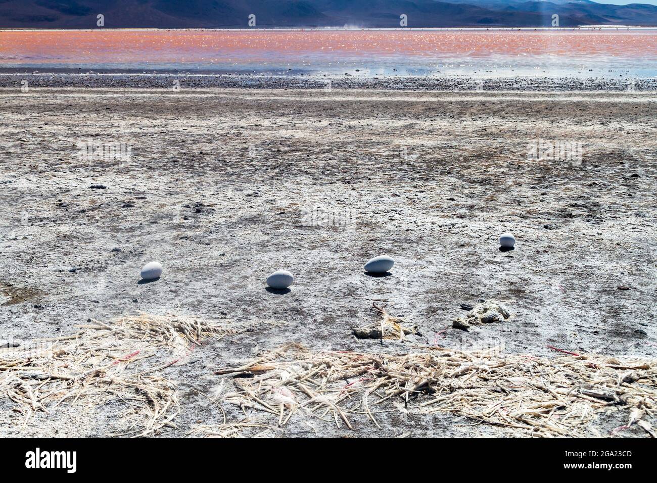 Dead flamingos and flamingo eggs on a coast of Laguna Colorada lake on ...