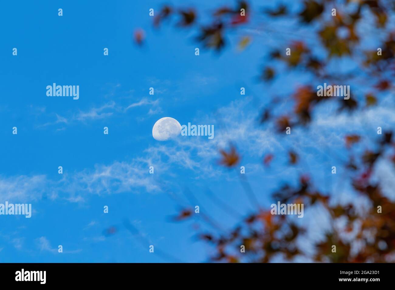 Autumn landscape with half moon in Wuling Farm at Taichung, Taiwan ...
