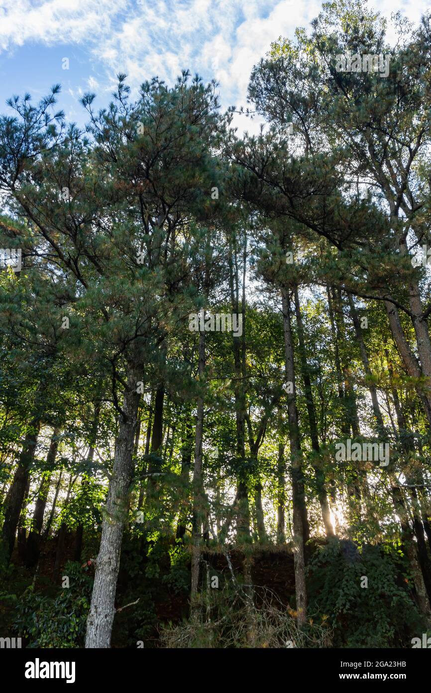 Autumn landscape in Wuling Farm at Taichung, Taiwan Stock Photo - Alamy