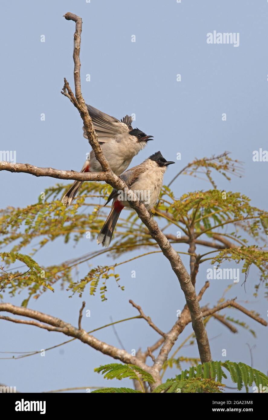Sooty-headed Bulbul (Pycnonotus aurigaster klossi) two adults perched ...