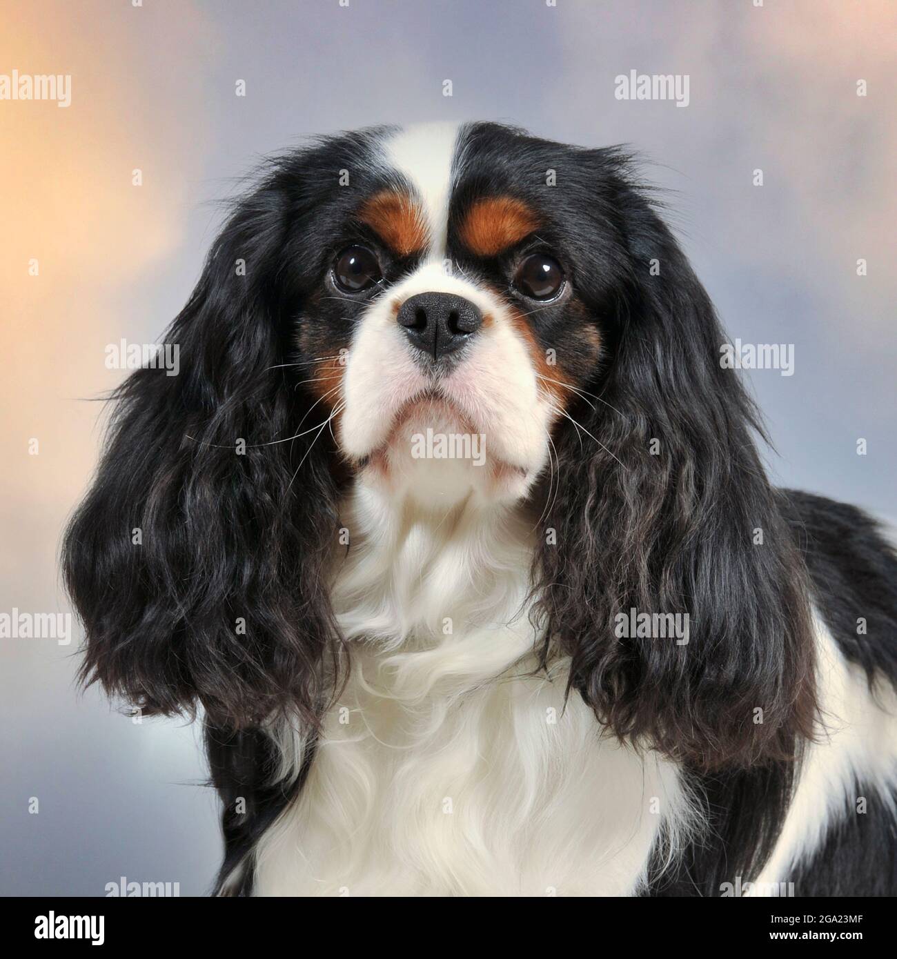Cavalier King Charles Spaniel Tricolor Hembra 117 Tricolor Cavalier