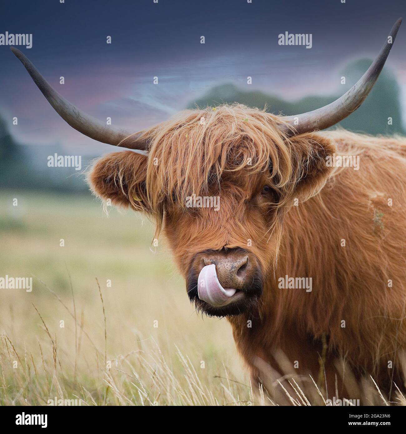 Scottish highland cattle head and shoulders hi-res stock photography ...