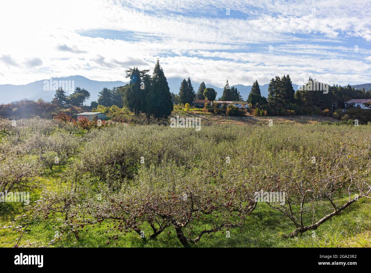 Mature apple hanging in Wuling Farm at Taichung, Taiwan Stock Photo - Alamy