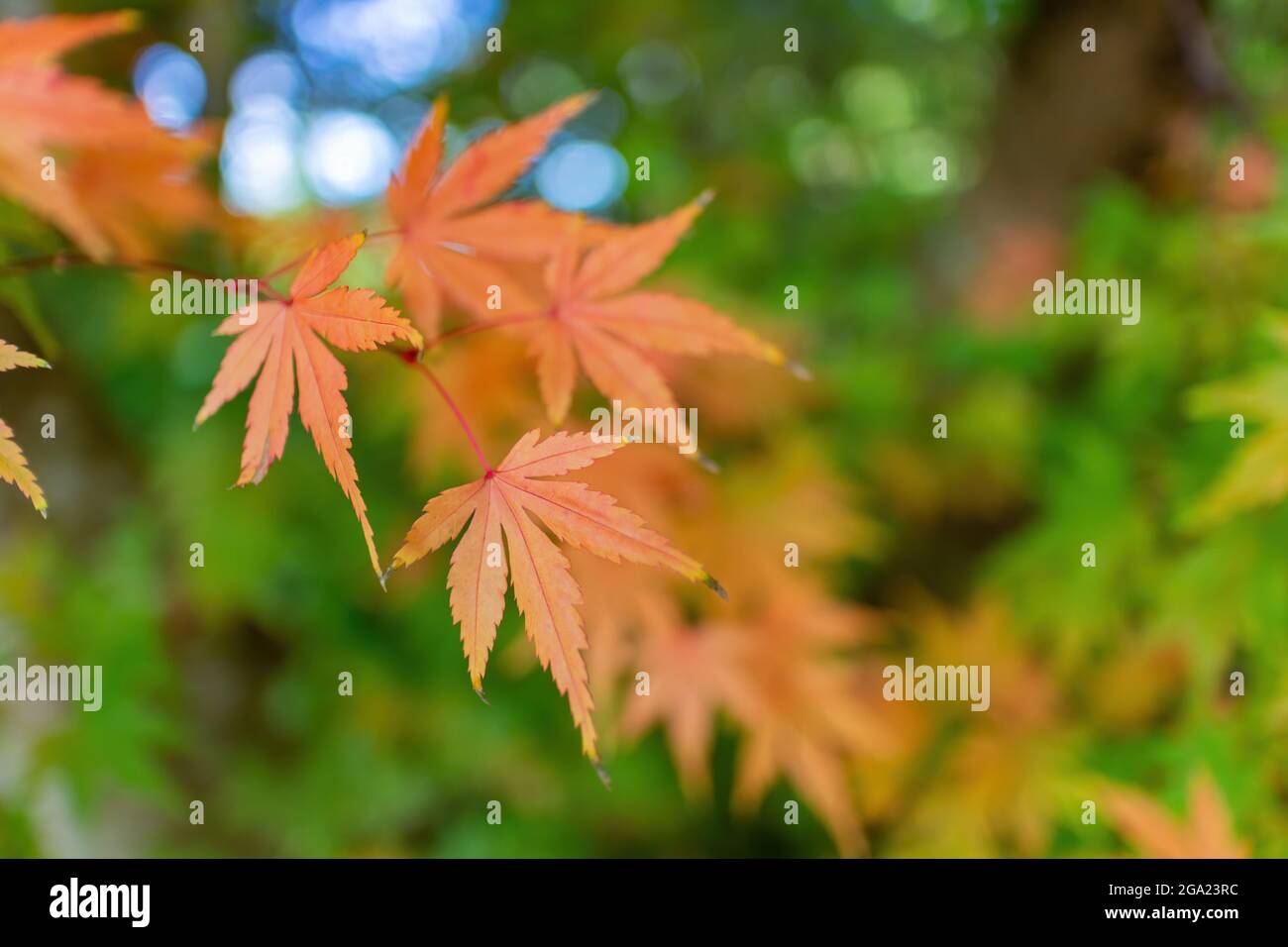 Close up shot of Maple leaves in Wuling Farm at Taichung, Taiwan Stock ...